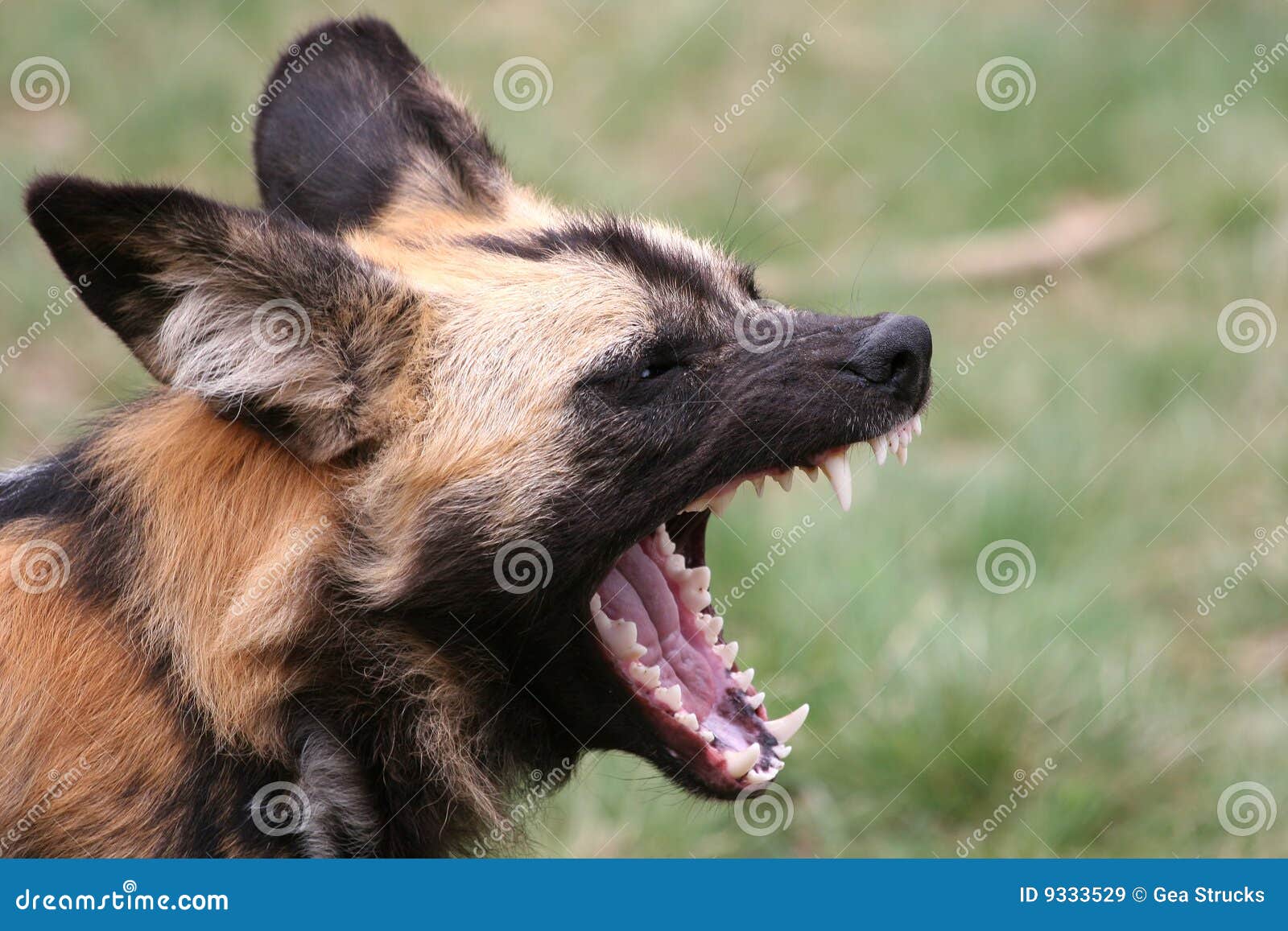 African wild-dog stock image. Image of carnivore, african - 9333529