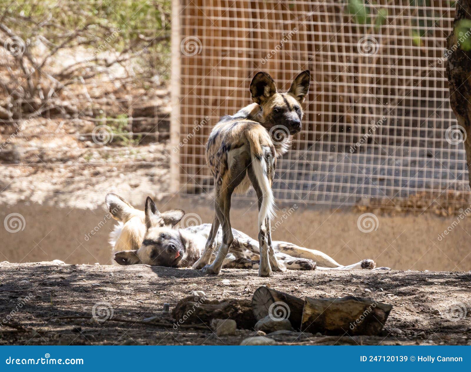 African Wild Dog Looking Back Stock Image - Image of looking, mammals ...