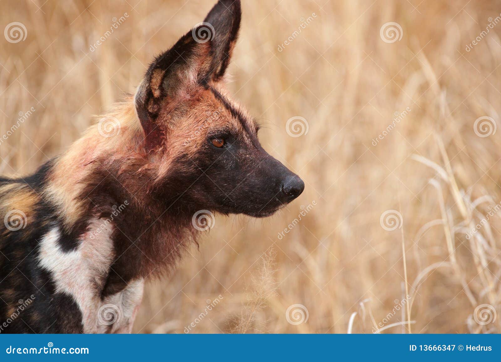 African Wild Dog (Lycaon Pictus) Stock Image - Image of brown, predator ...