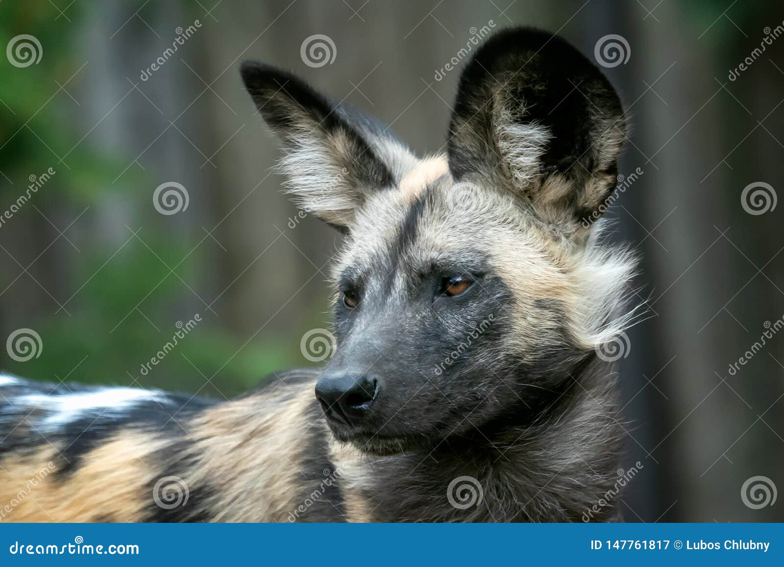 The African Wild Dog Lycaon Pictus Stock Image - Image of safari ...