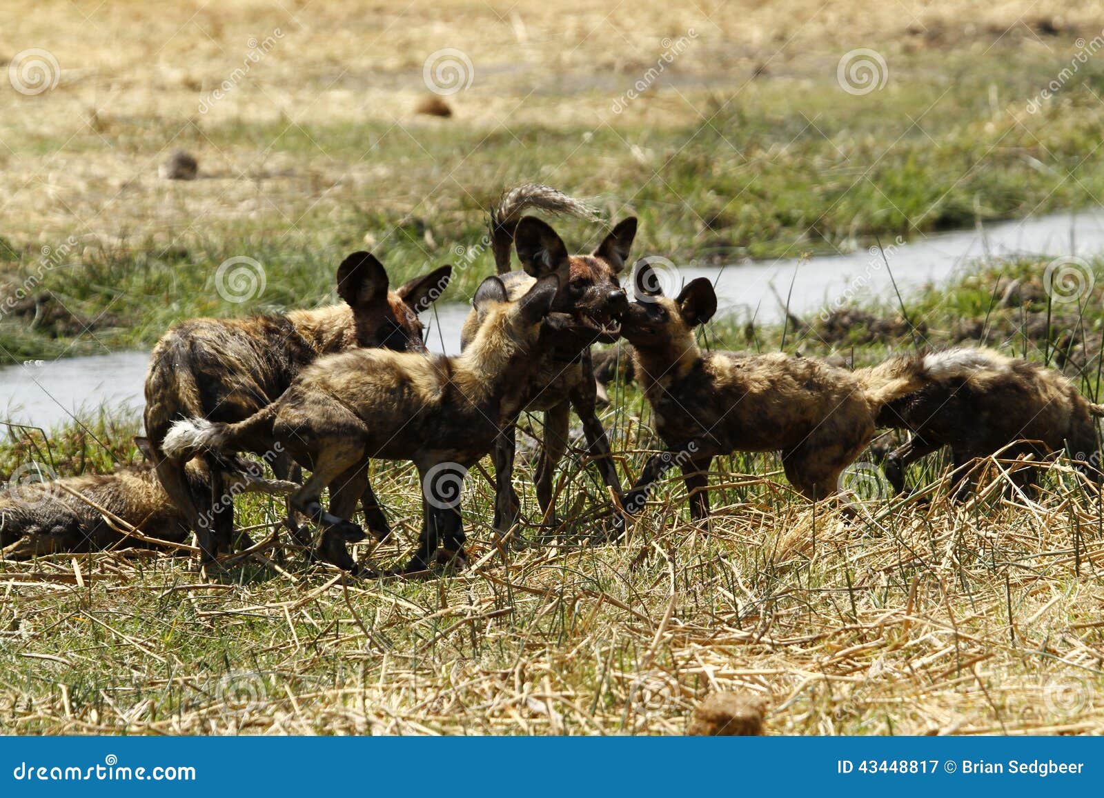 African Wild Dog Pack stock image. Image of blood, canidae - 43448817