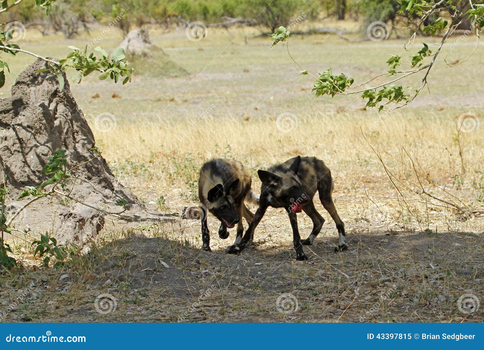 African Wild Dog Pack stock image. Image of botswana - 43397815