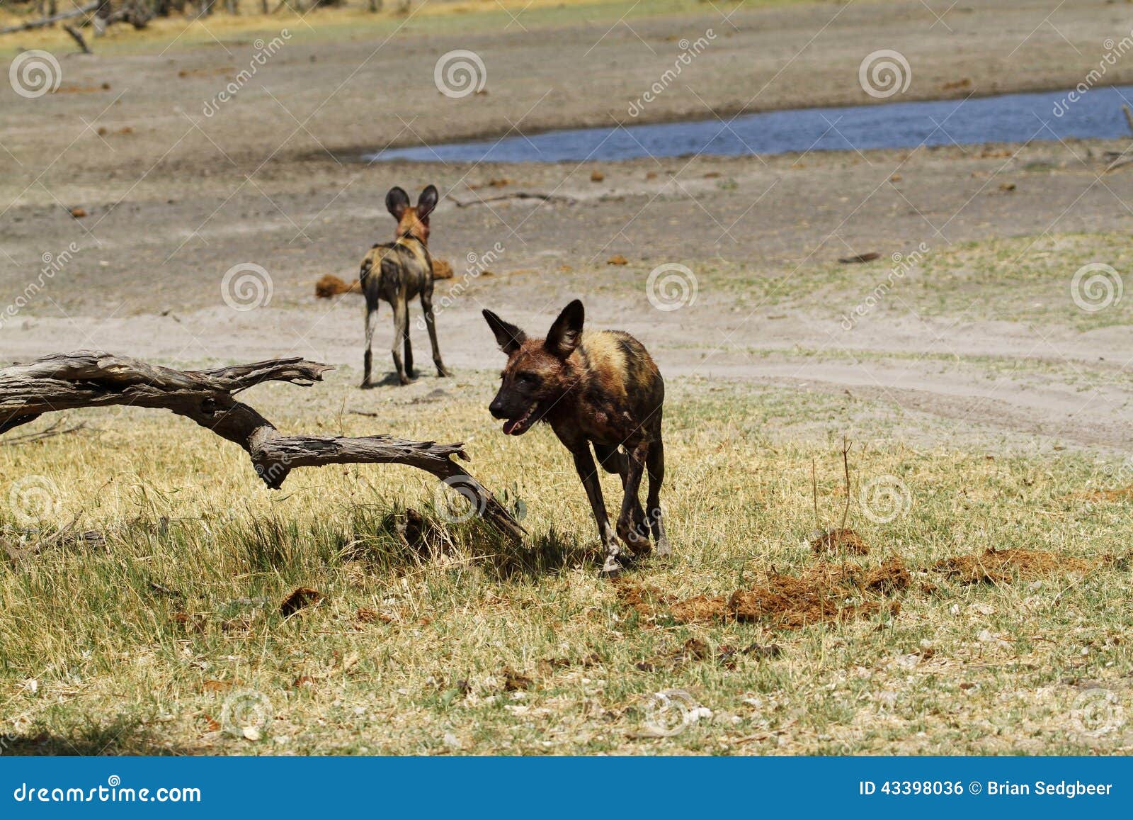 African Wild Dog Pack stock photo. Image of carnivora - 43398036
