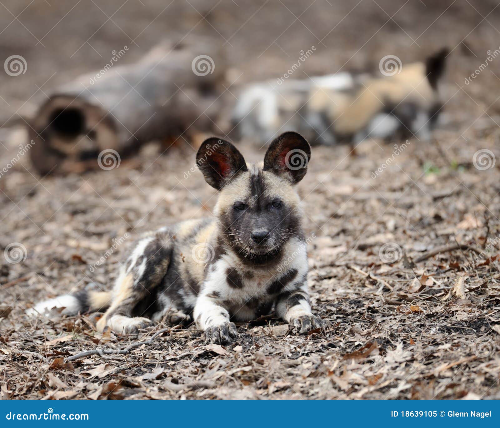 African wild dog pup stock image. Image of wildlife, african - 18639105