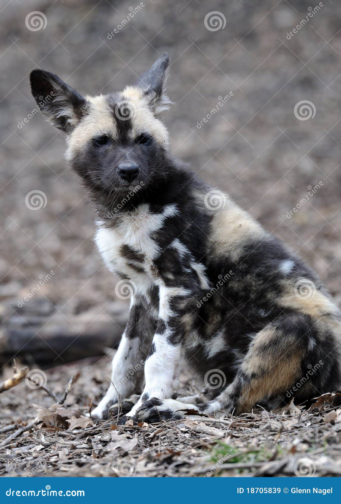African wild dog pup stock image. Image of pictus, sitting - 18705839