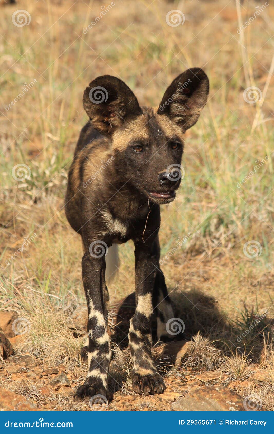 African Wild Dog pup stock image. Image of wildlife, africa - 29565671