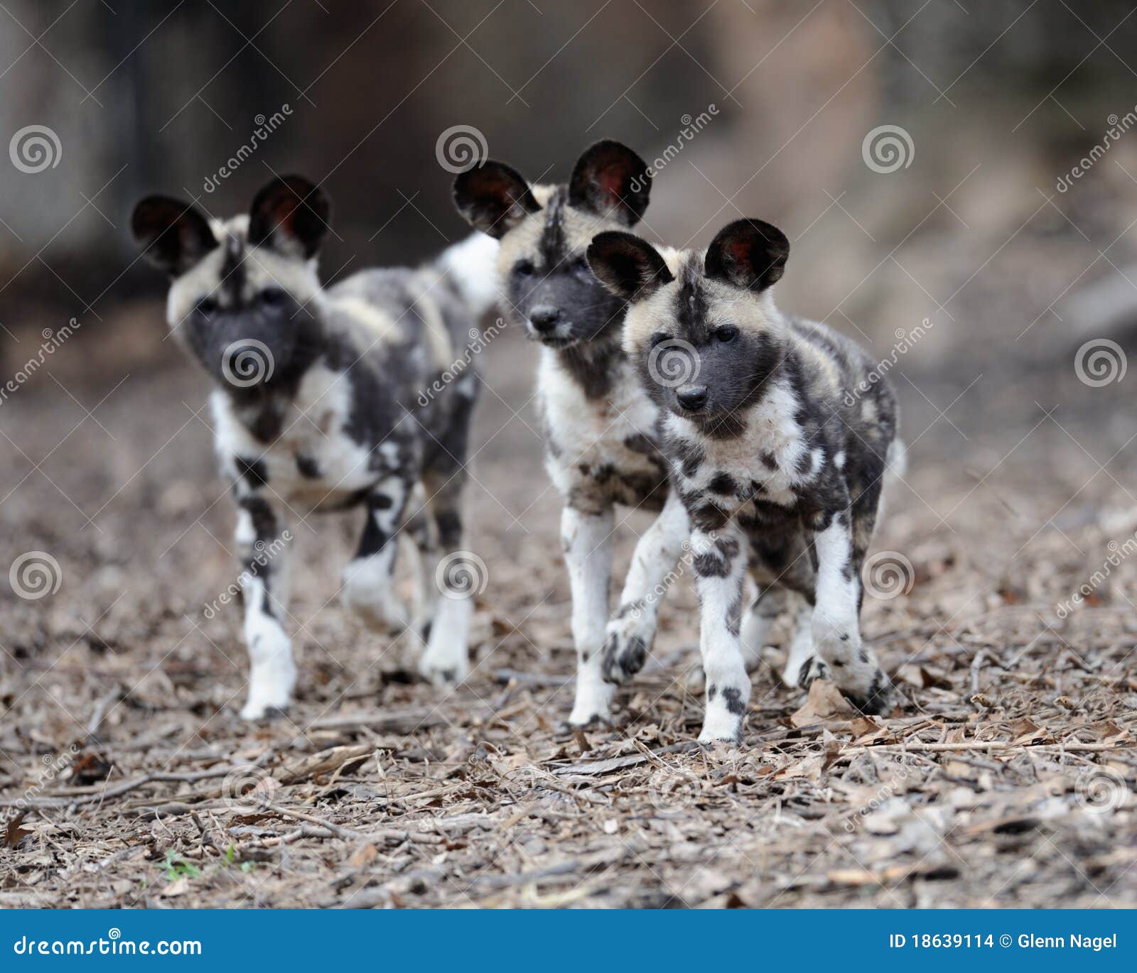 African wild dog pups stock photo. Image of horizontal - 18639114