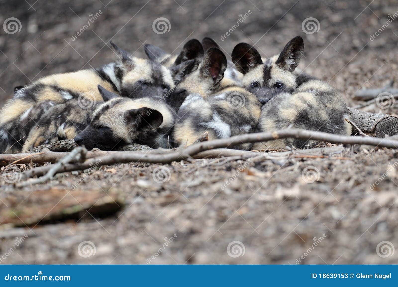 African wild dog pups stock image. Image of wild, pictus - 18639153