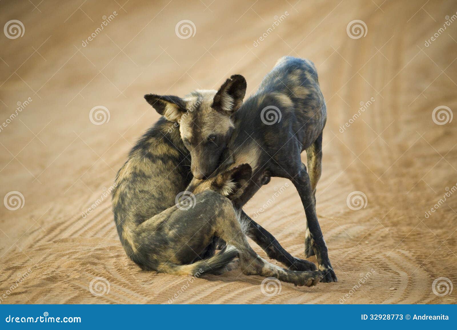 African Wild Dog stock image. Image of endangered, hair - 32928773