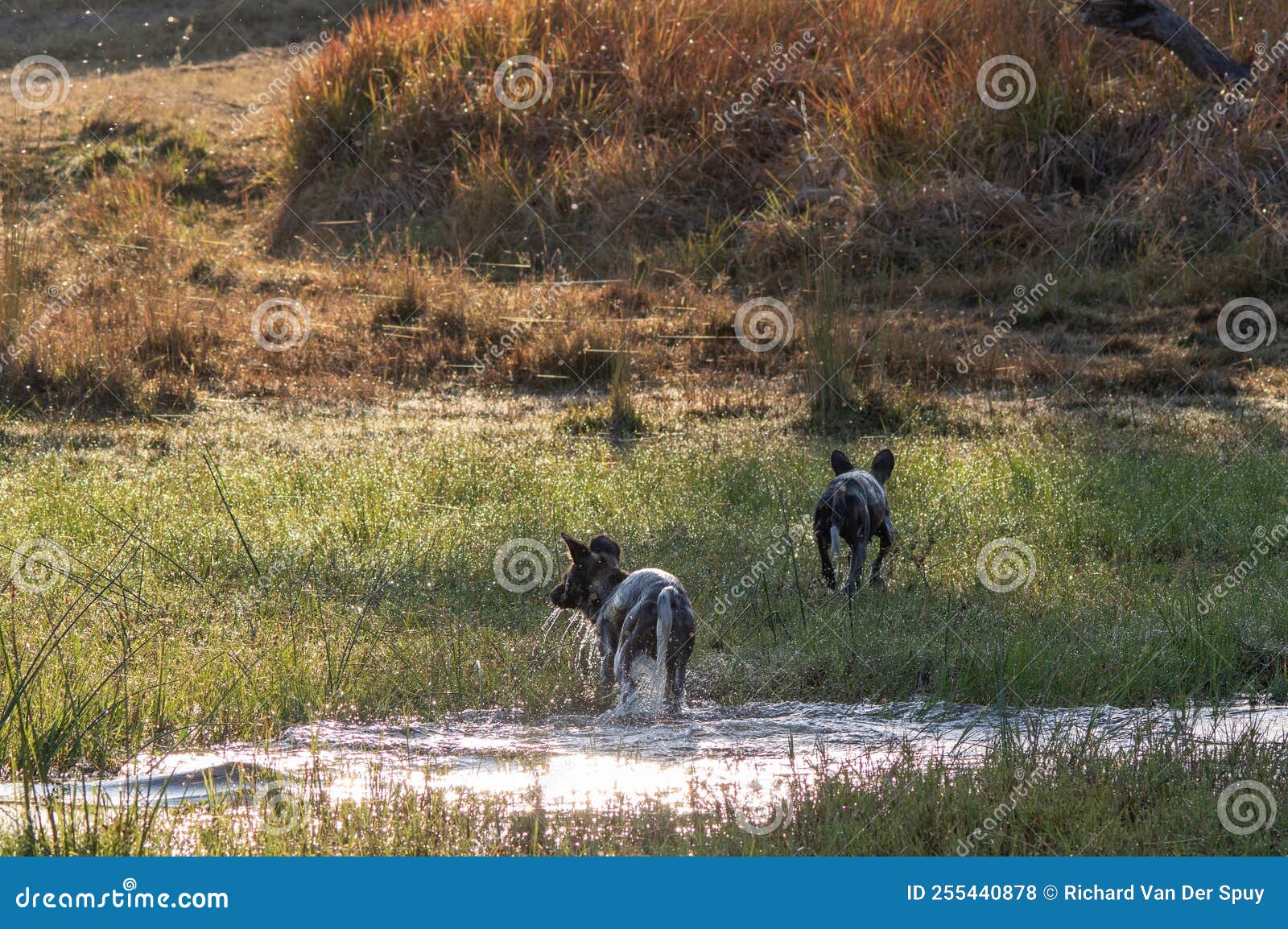 African Wild Dogs Run through a Stream Stock Photo - Image of itchy ...