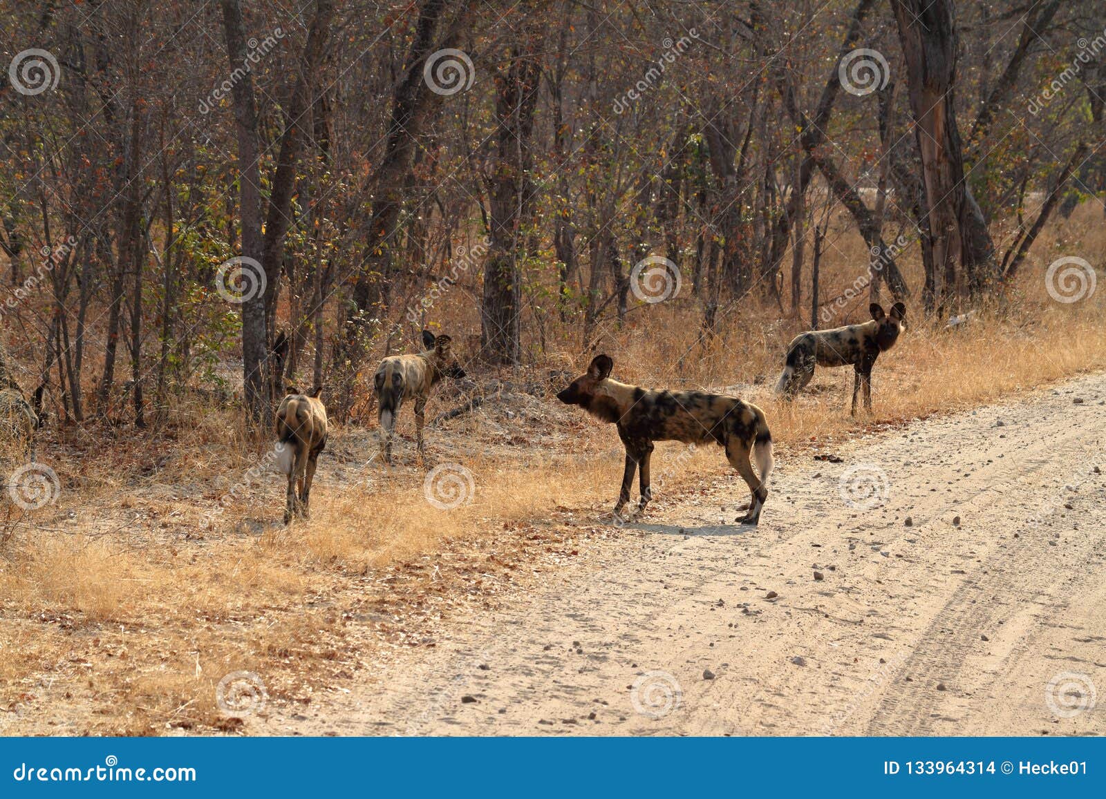 African Wild Dogs in the Savannah of Zimbabwe Stock Photo - Image of ...