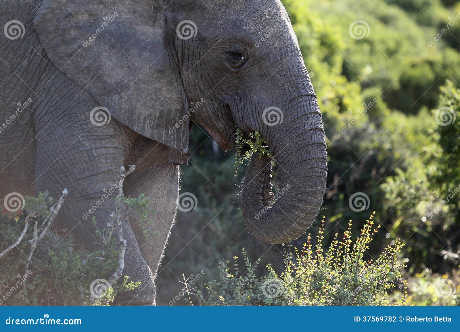 African Wild Elephant stock photo. Image of trunk, wildlife - 37569782