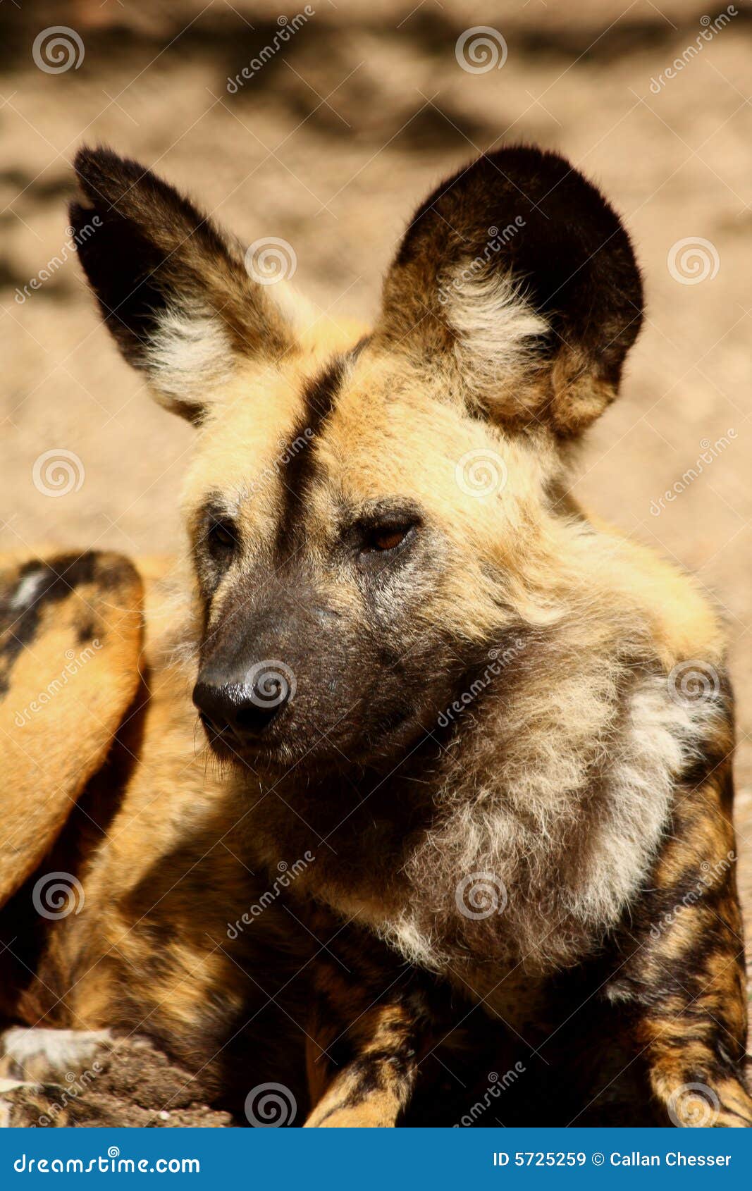 African Wild (painted) dog stock image. Image of wildlife - 5725259