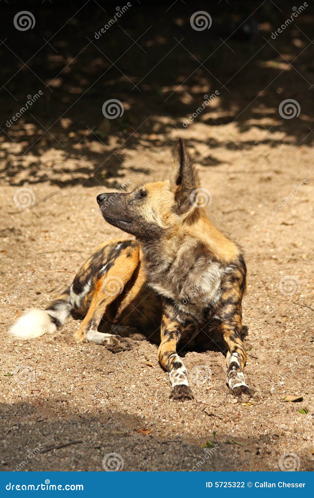 African Wild (painted) dog stock photo. Image of rare - 5725322