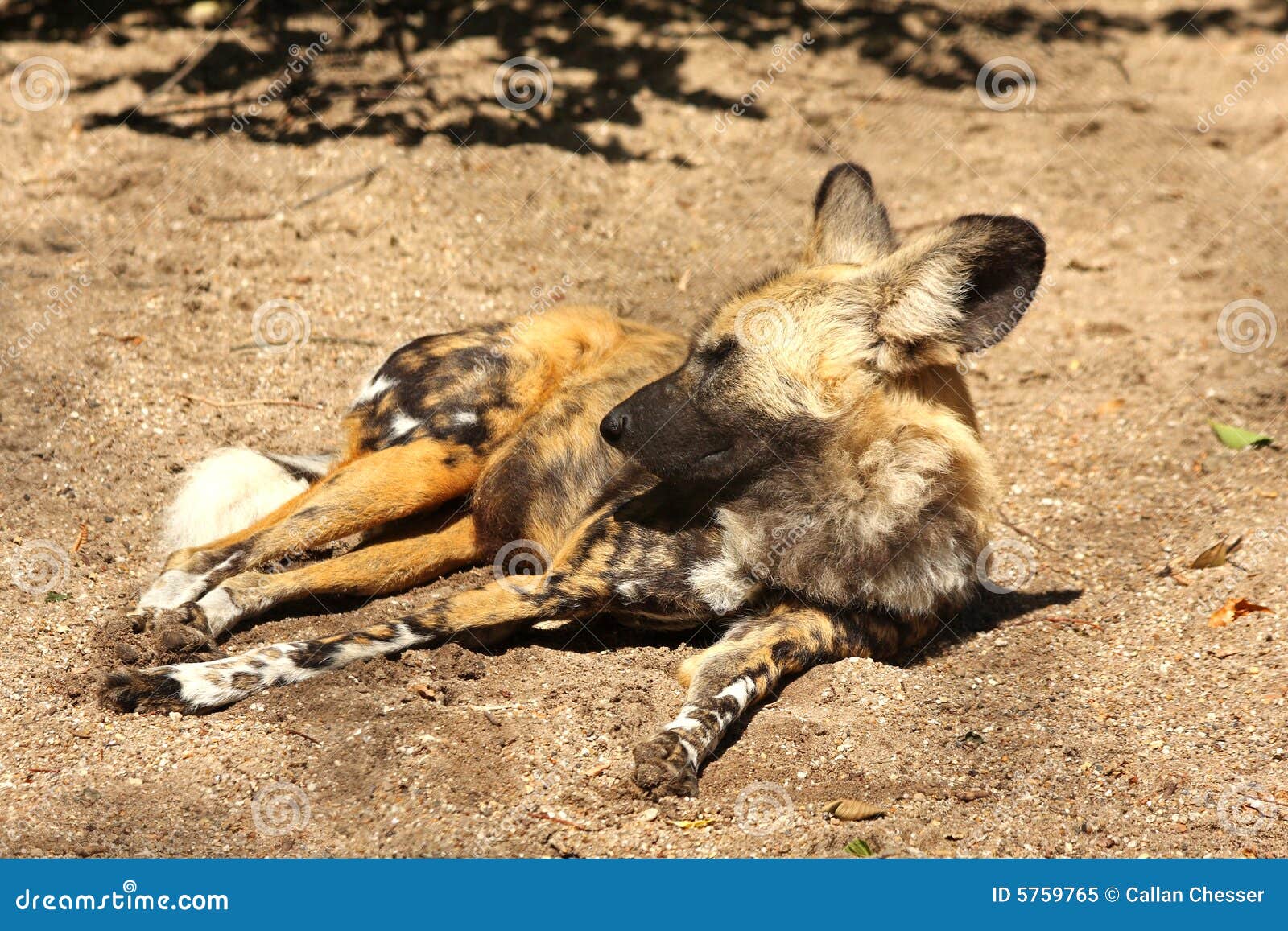 African Wild (painted) dog stock image. Image of pictus - 5759765
