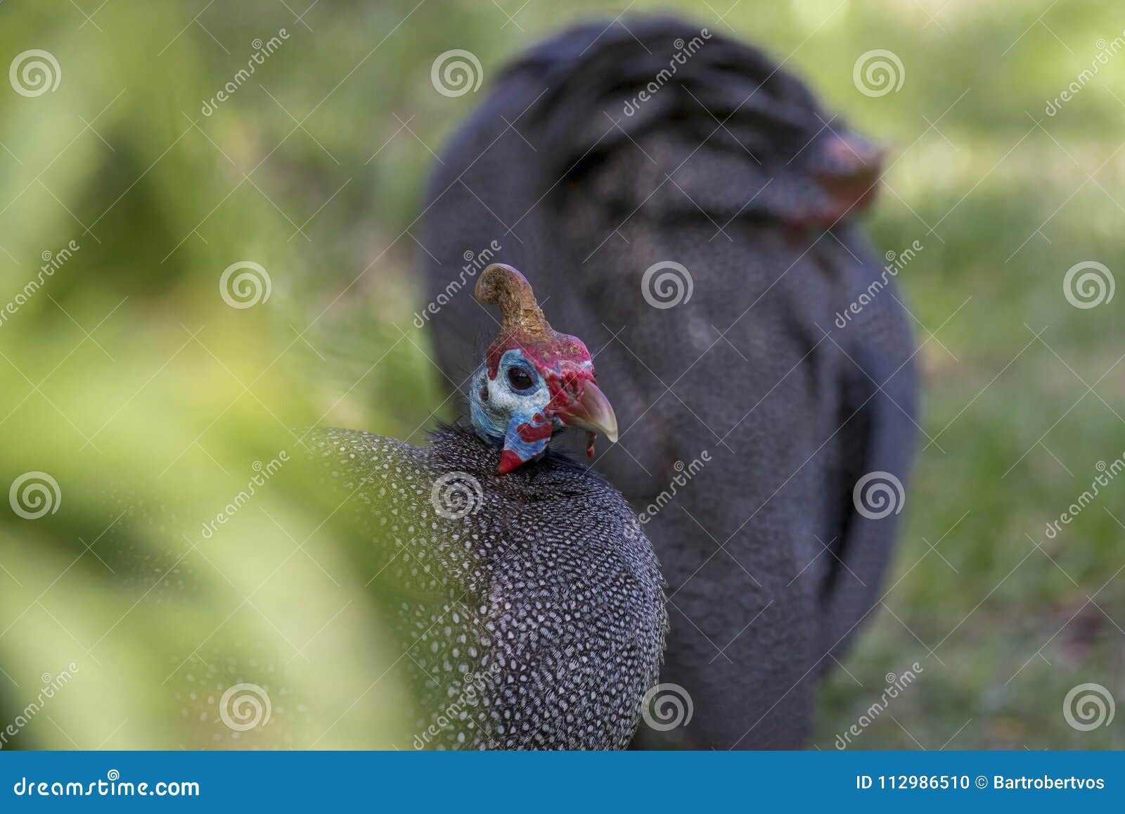 African wild turkey stock photo. Image of bird, birds - 112986510