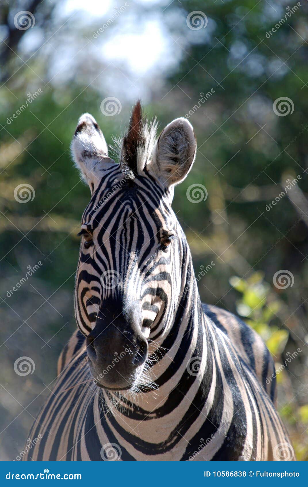 African Wild Zebra stock photo. Image of conservation - 10586838