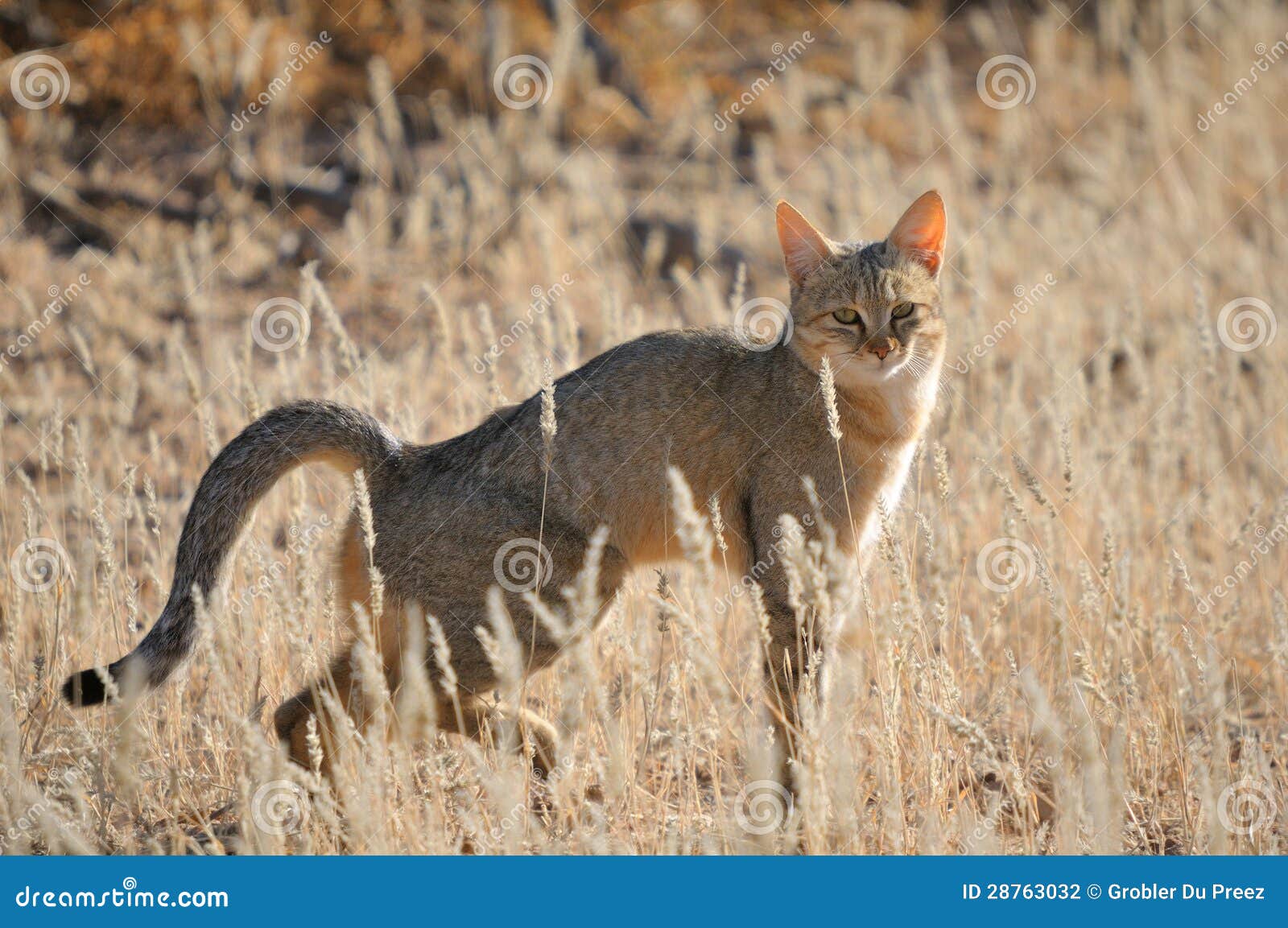 AFRICAN WILDCAT Felis Silvestris Lybica, ADULT STANDING ON GRASS ...