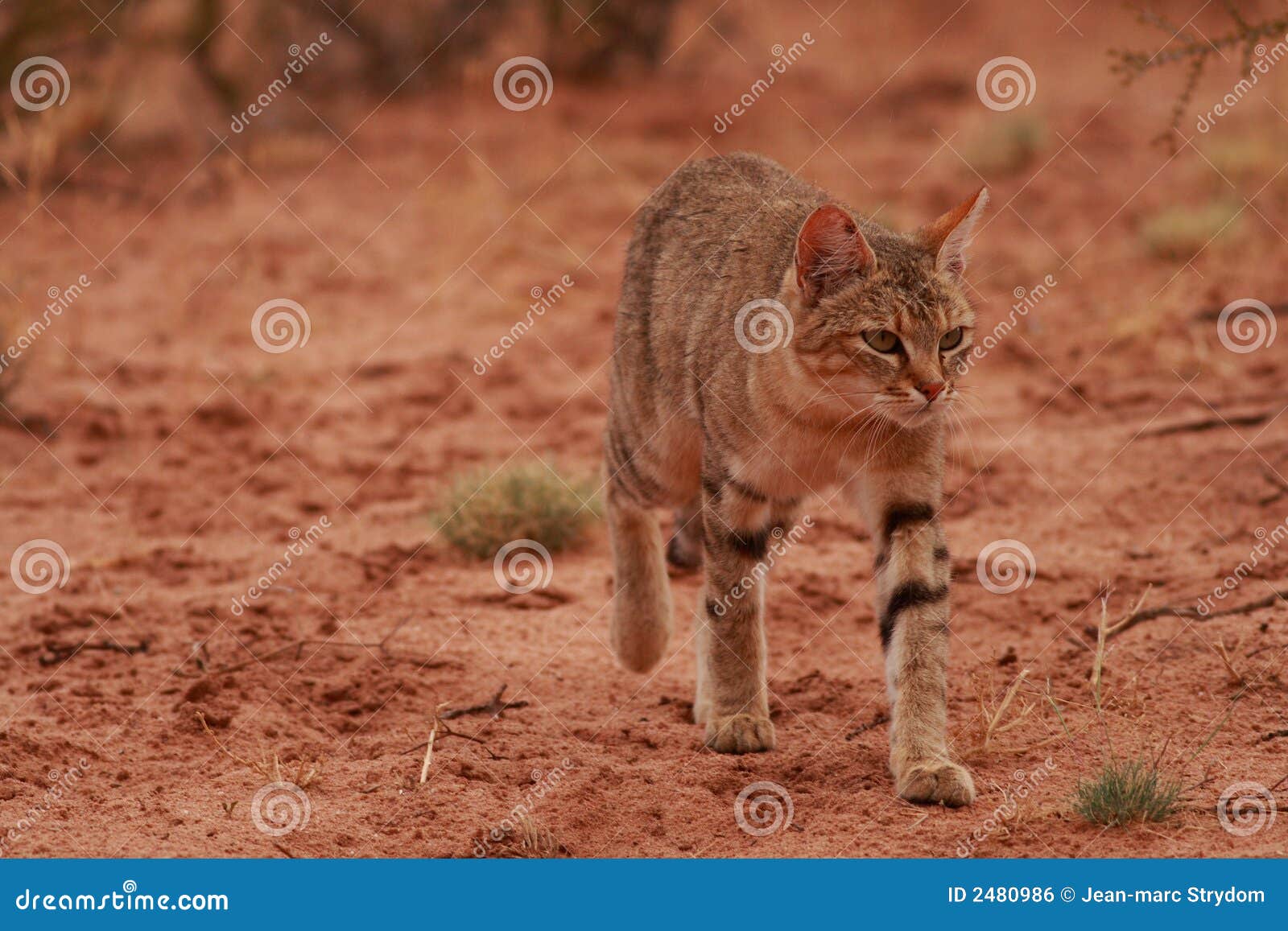 AFRICAN WILDCAT Felis Silvestris Lybica, ADULT STANDING ON GRASS ...