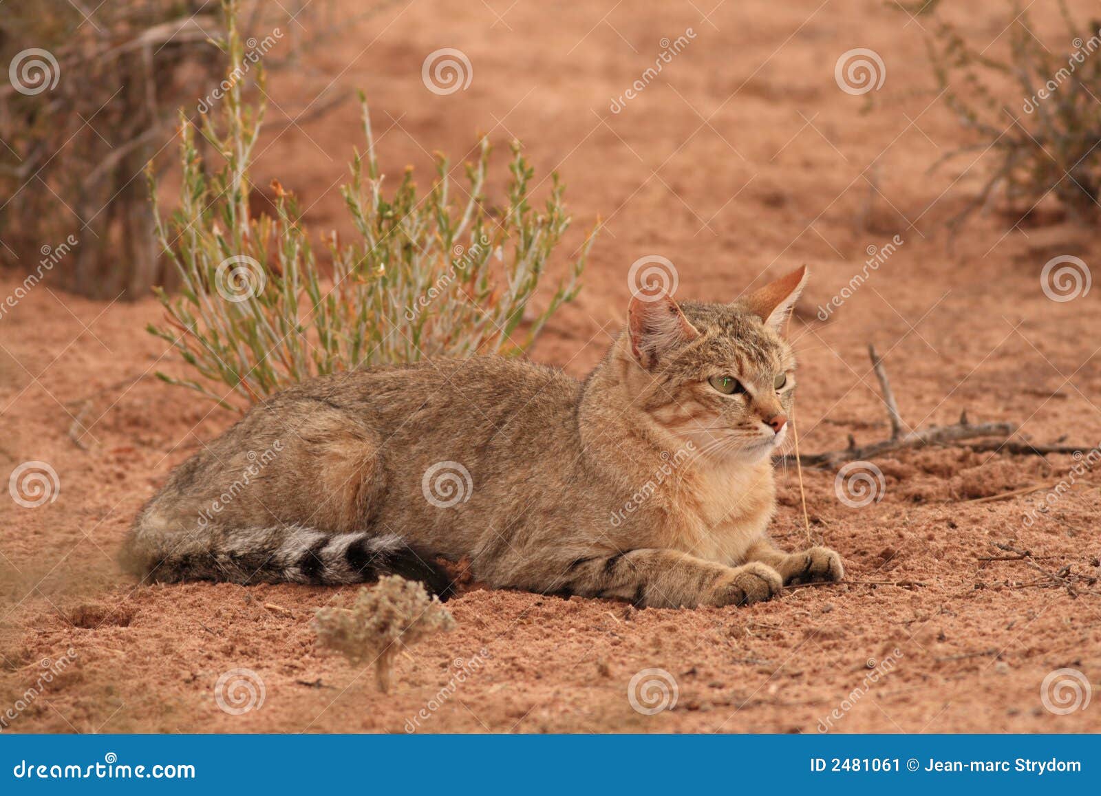 AFRICAN WILDCAT Felis Silvestris Lybica, ADULT STANDING ON GRASS ...
