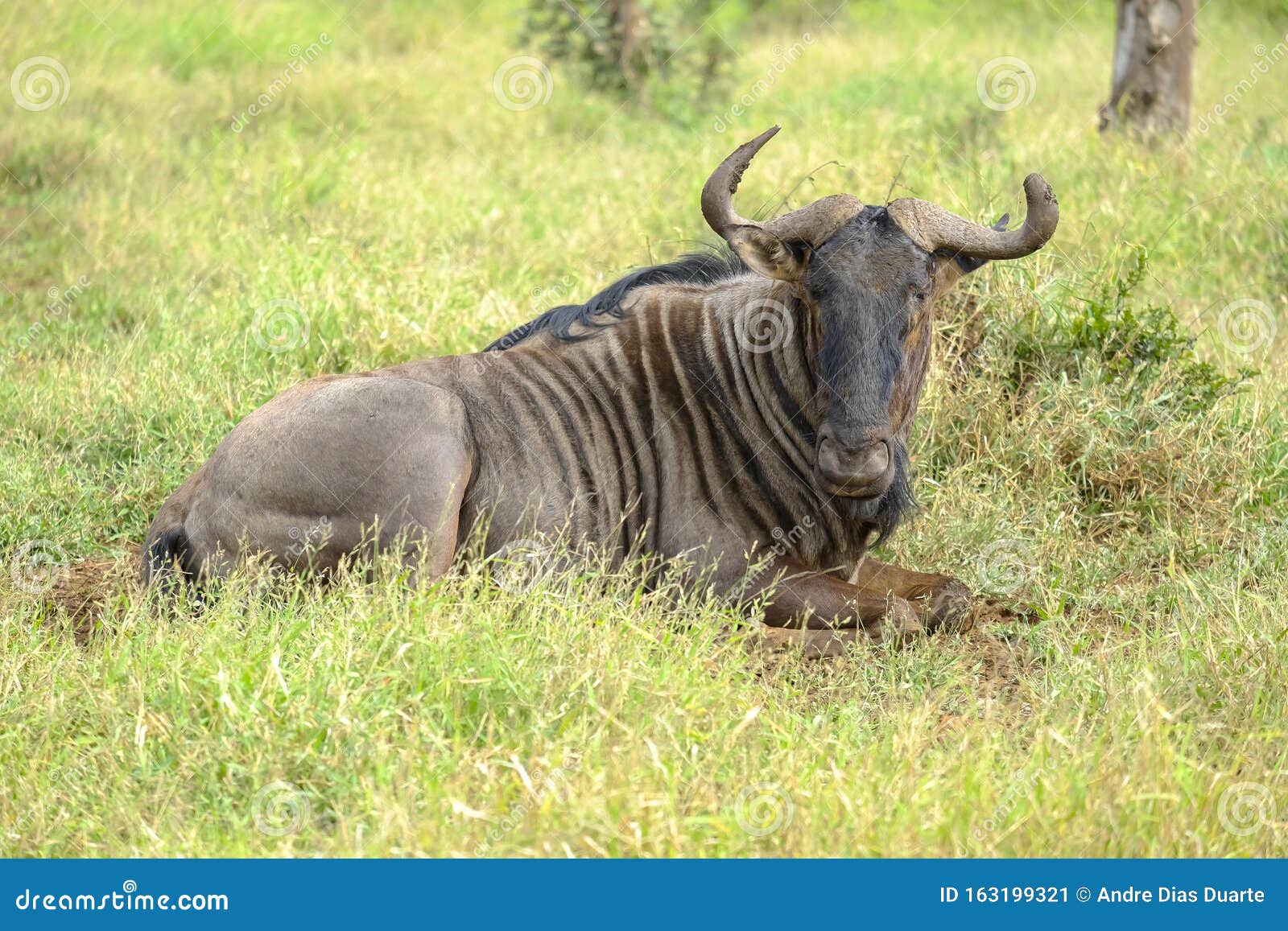 African Wildebeest Laying on the Grass Stock Image - Image of herbivore ...