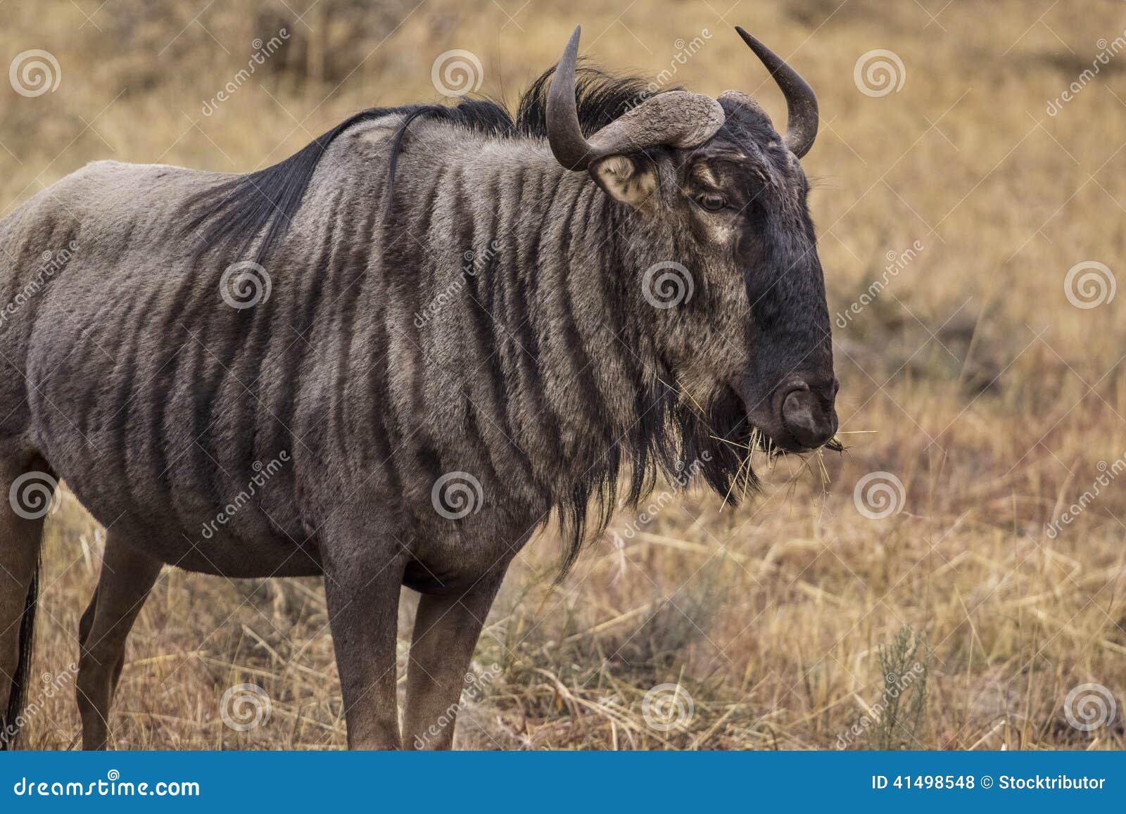 African wildebeest stock photo. Image of animal, brindled - 41498548