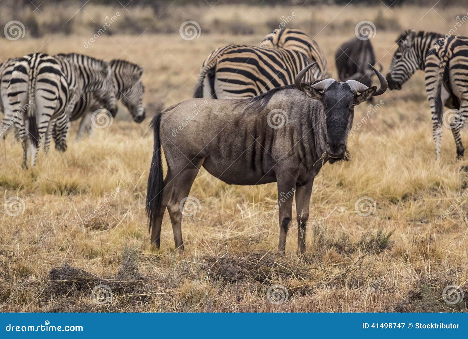 African wildebeest stock image. Image of grass, africa - 41498747