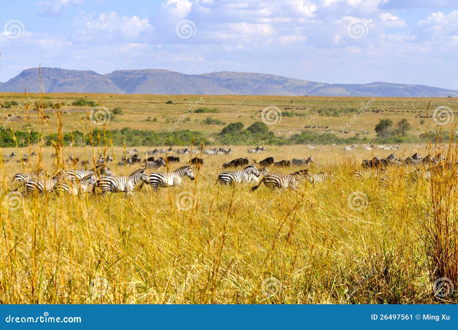 African Wilderness Landscape Stock Image - Image of freedom, african ...