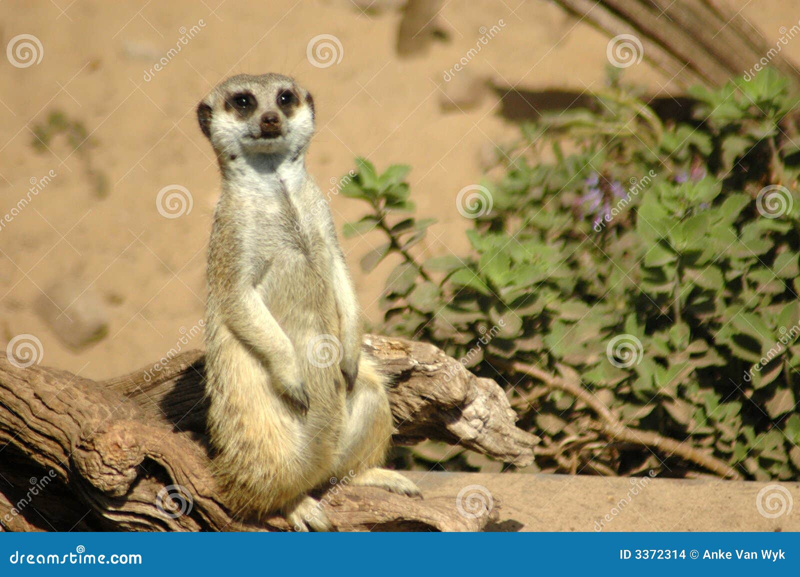 African Meerkat