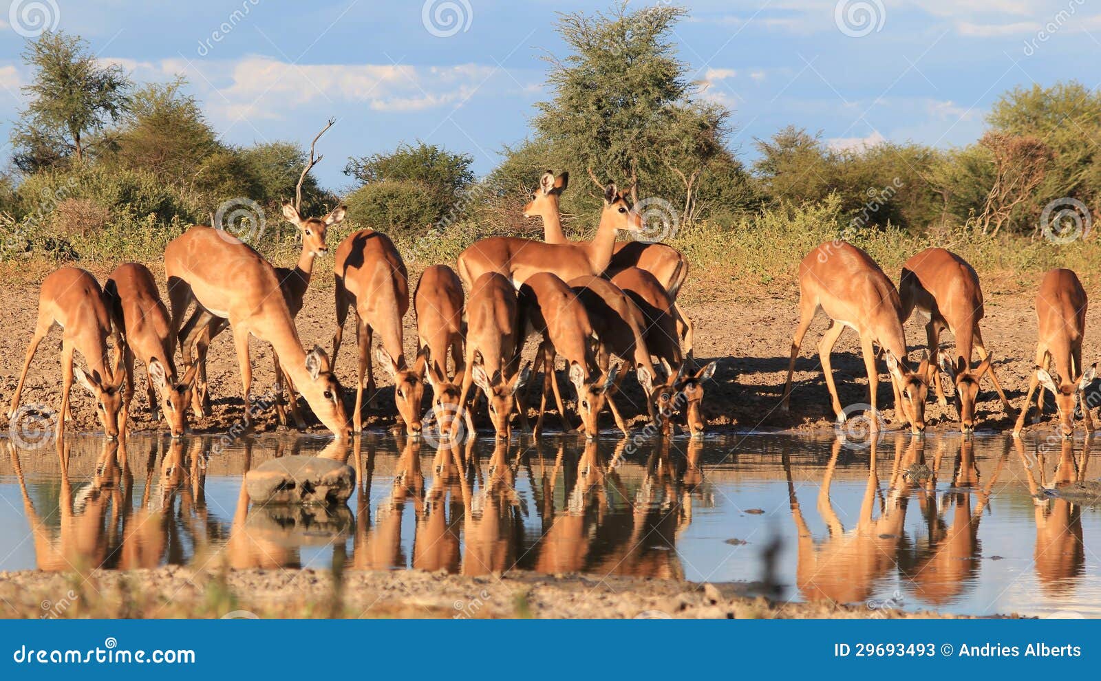African Wildlife - Impala - Family Reflection Stock Image - Image of ...