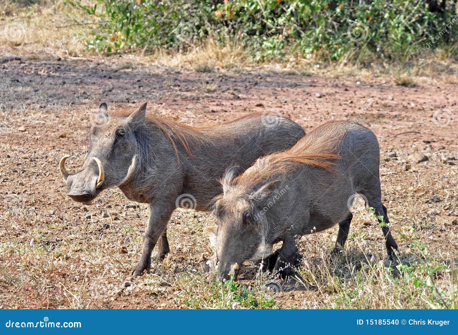 African Wildlife: Warthog stock photo. Image of mammal - 15185540