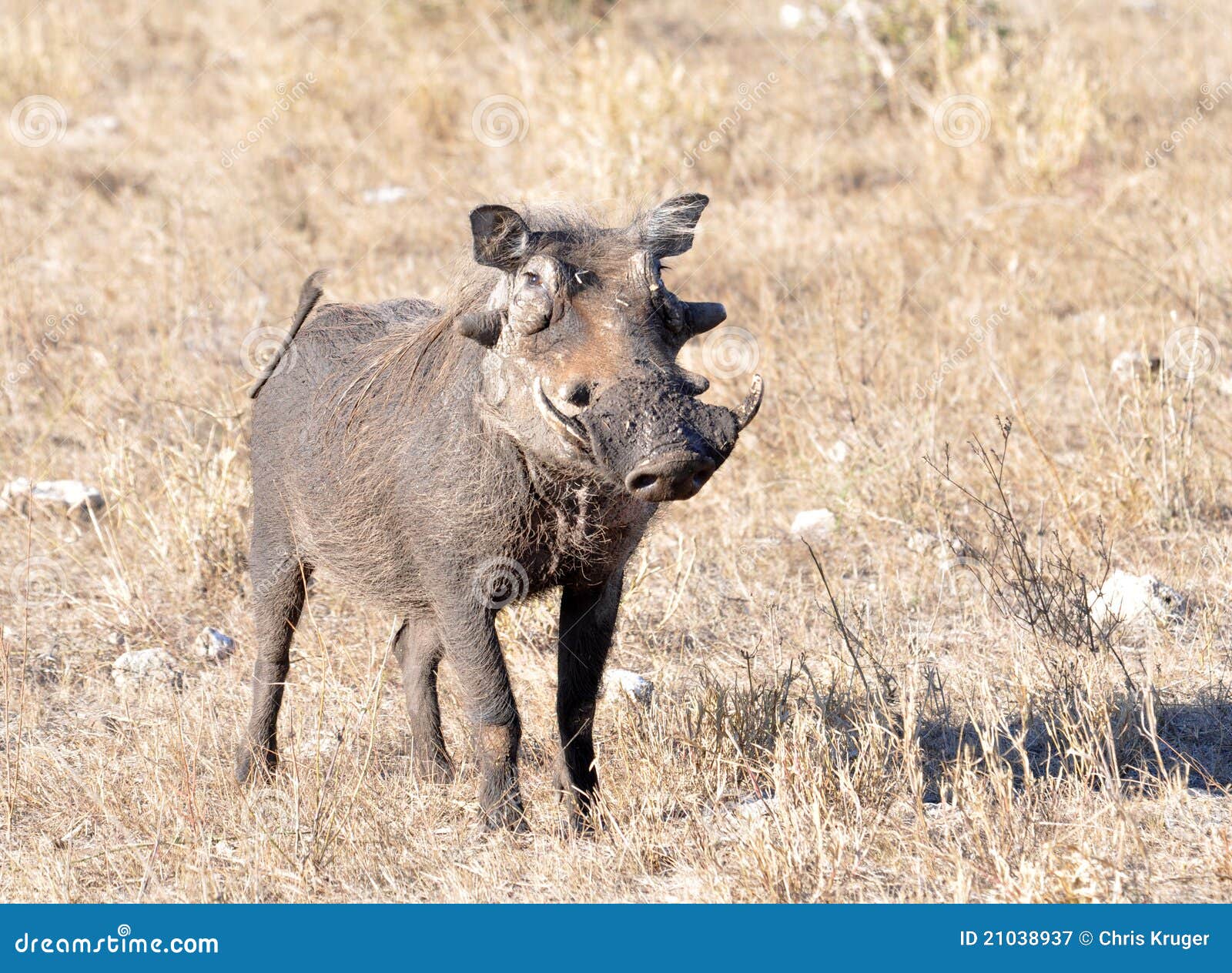 African Wildlife: Warthog stock image. Image of african - 21038937
