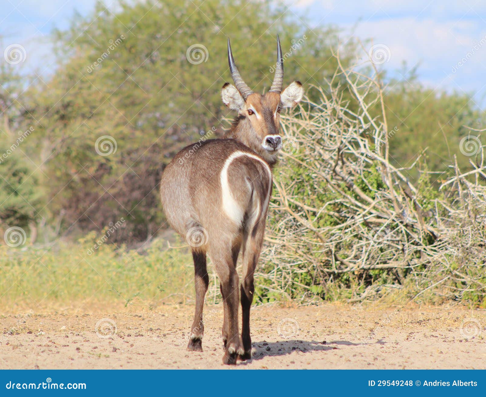 African Wildlife - Waterbuck - Stare Back Stock Photo - Image of color ...