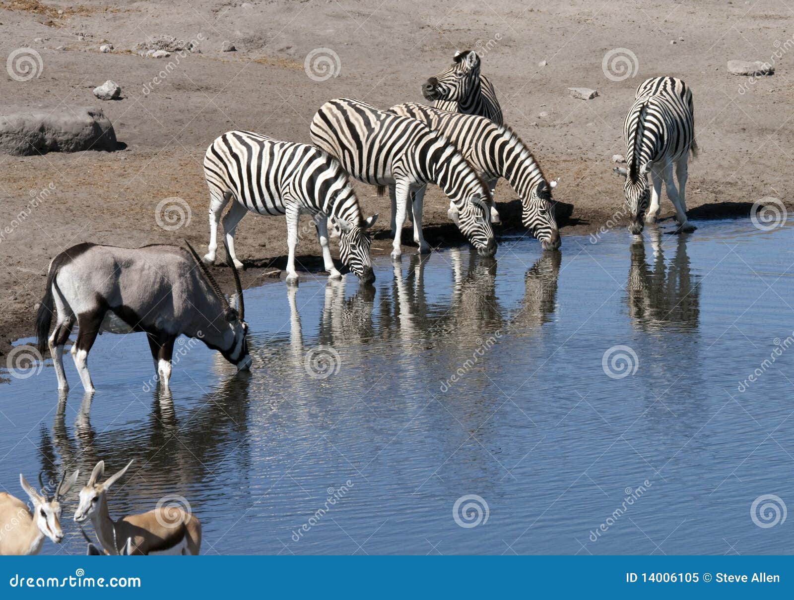 African Wildlife at a Waterhole in Namibia Stock Image - Image of ...