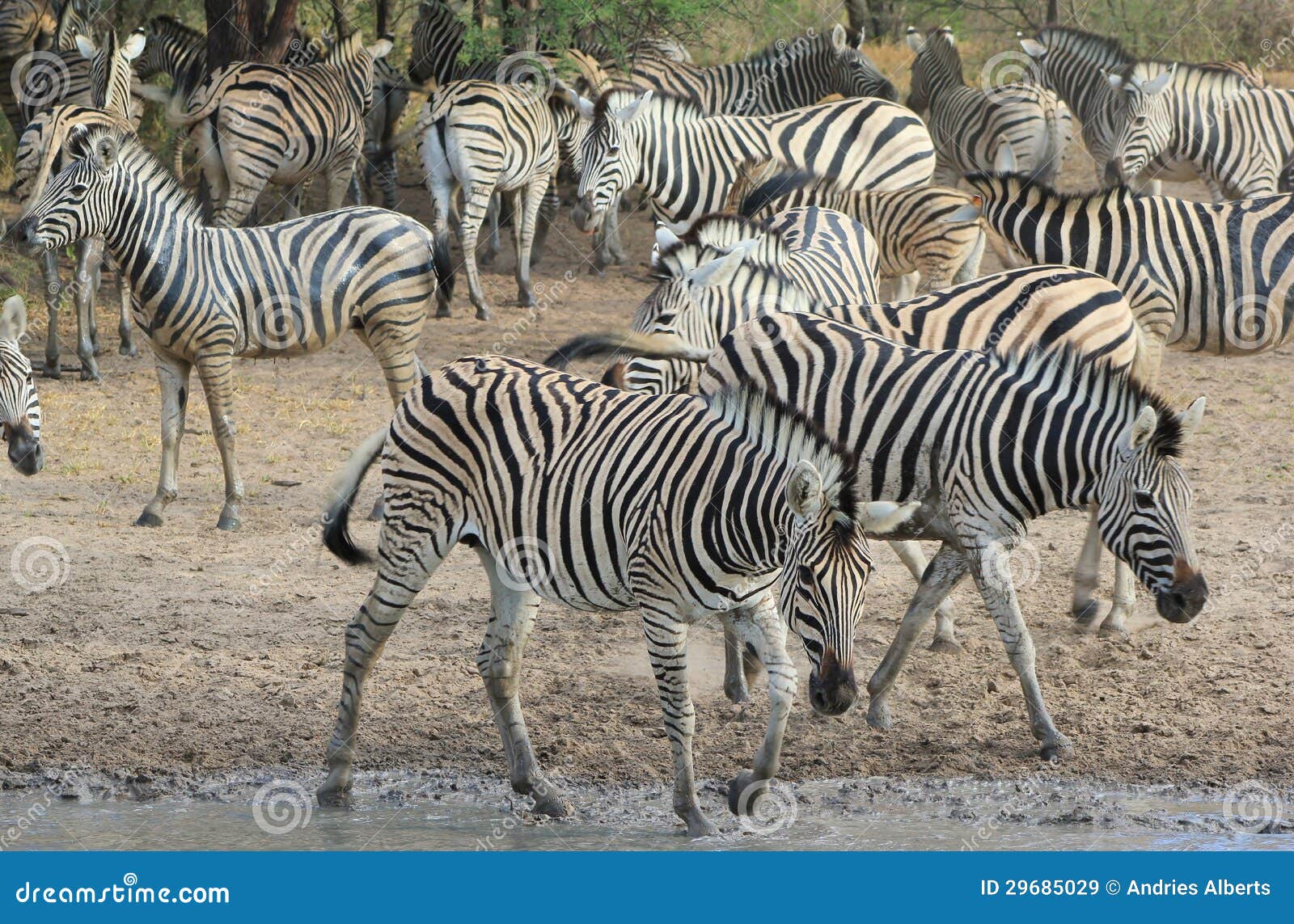 African Wildlife - Zebra, the Hub of Zebra Town Stock Image - Image of ...
