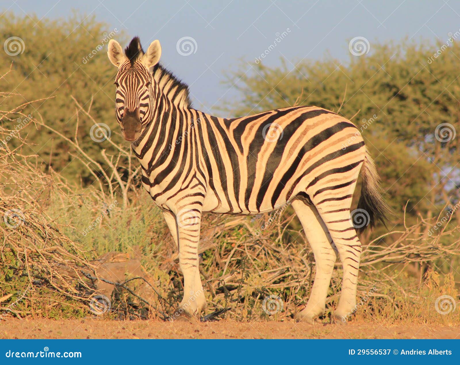 African Wildlife - Zebra, Stallion Pride Stock Image - Image of foal ...