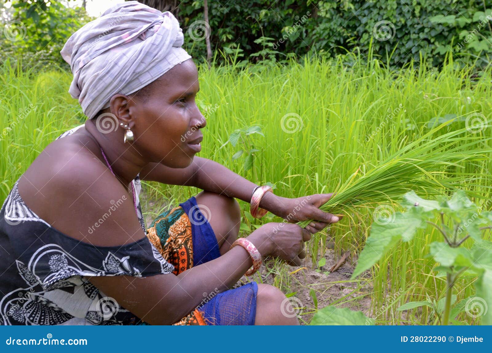 African woman editorial image. Image of farmers, rice - 28022290