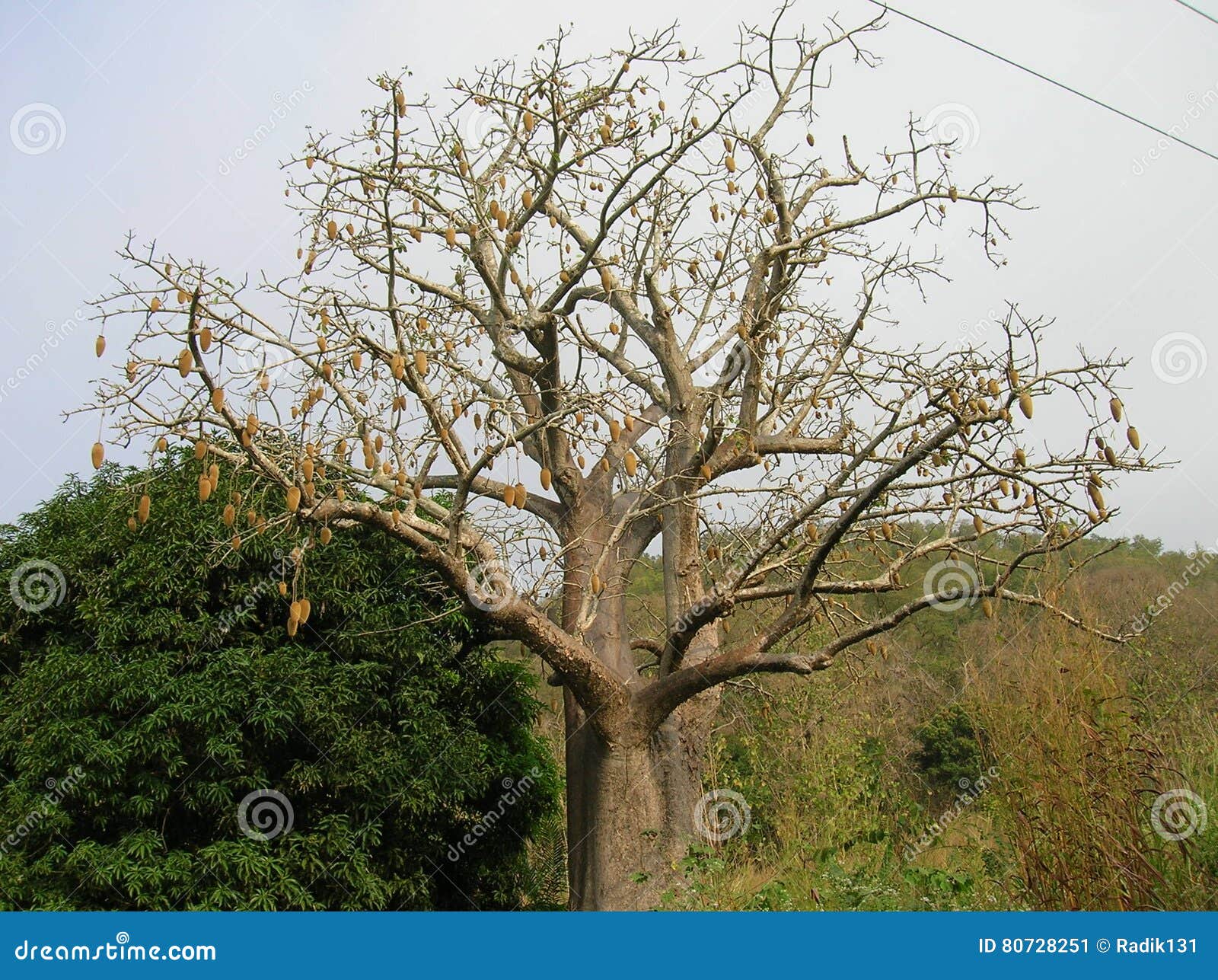 African wood stock image. Image of land, airplane, modes - 80728251