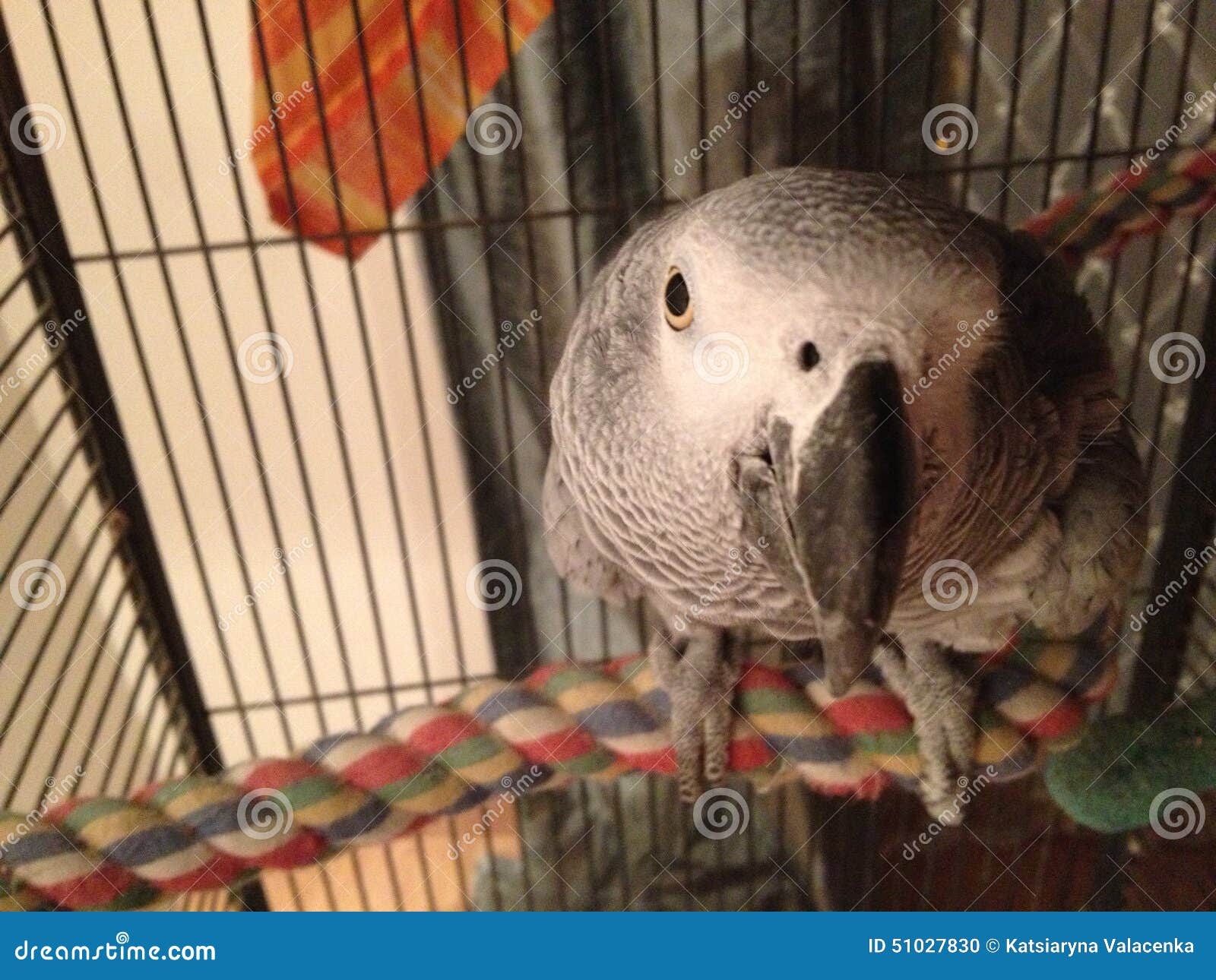 African yaco stock photo. Image of yaco, animals, bird - 51027830