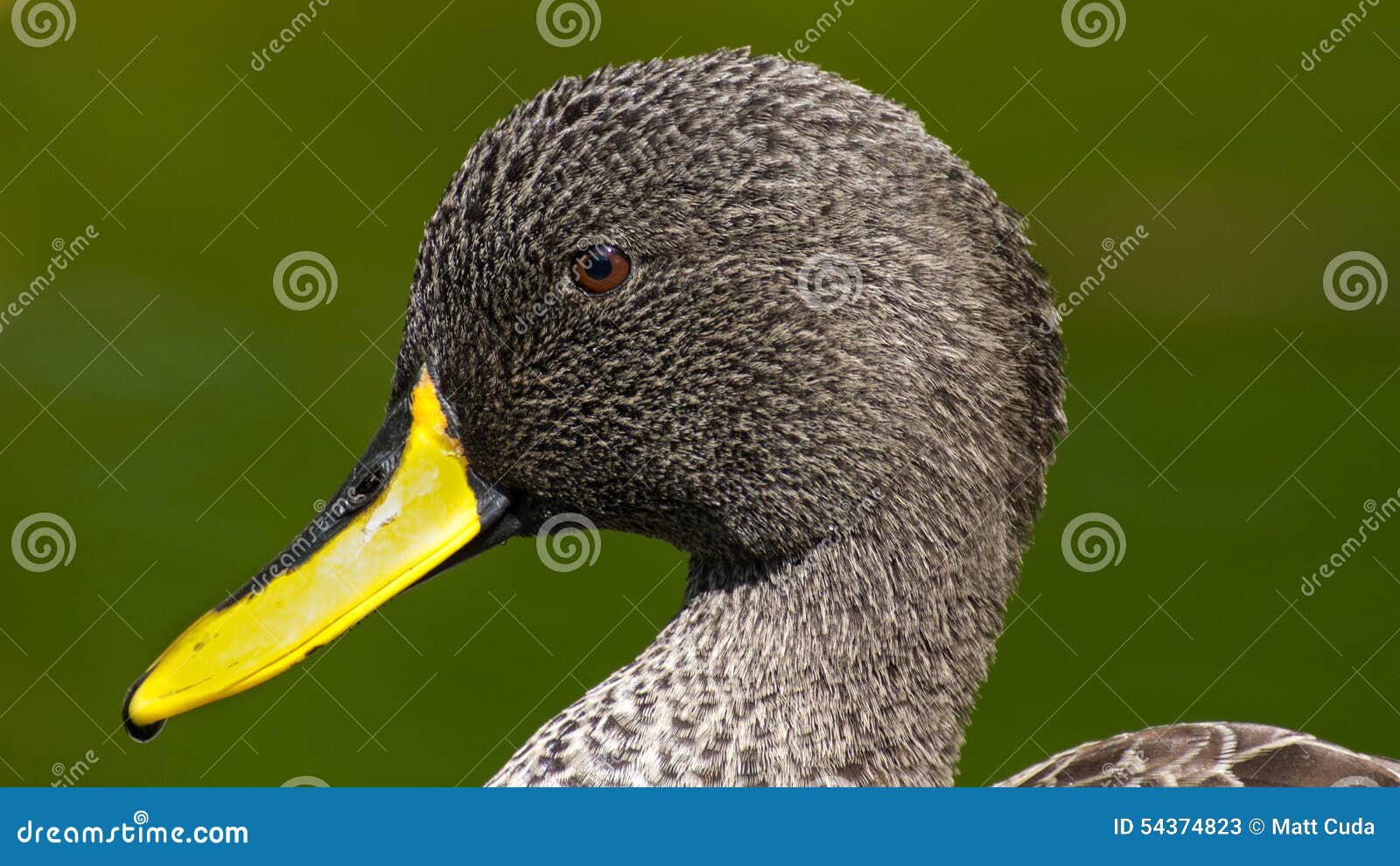 African Yellow-billed Duck stock image. Image of animal - 54374823