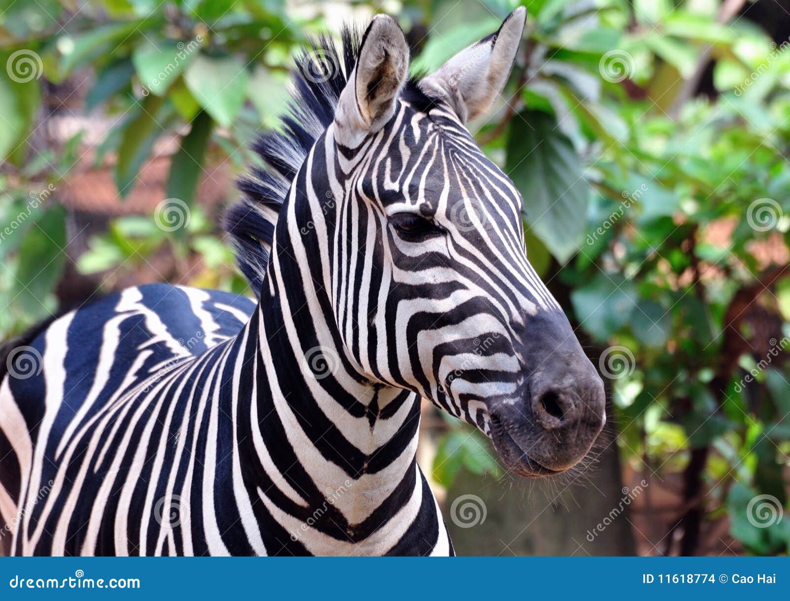 African zebra stock photo. Image of zebra, horse, portrait - 11618774