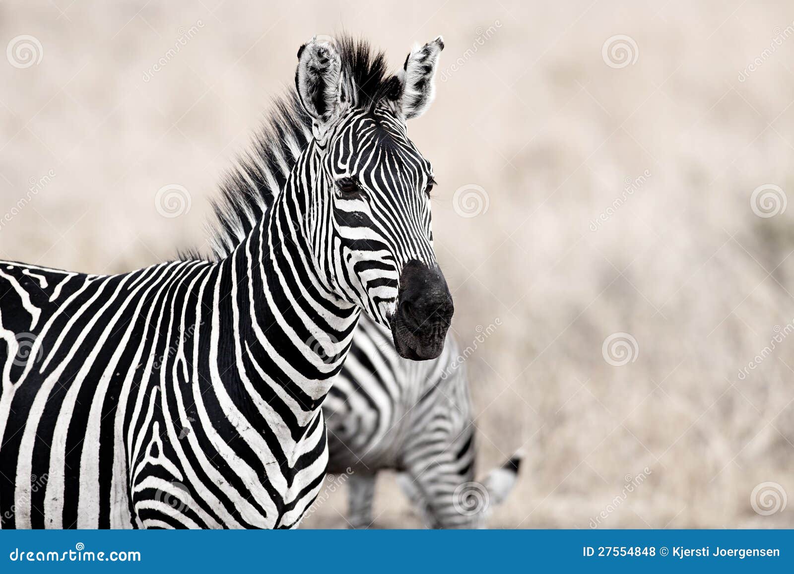 African Zebra stock photo. Image of herbivore, mikumi - 27554848