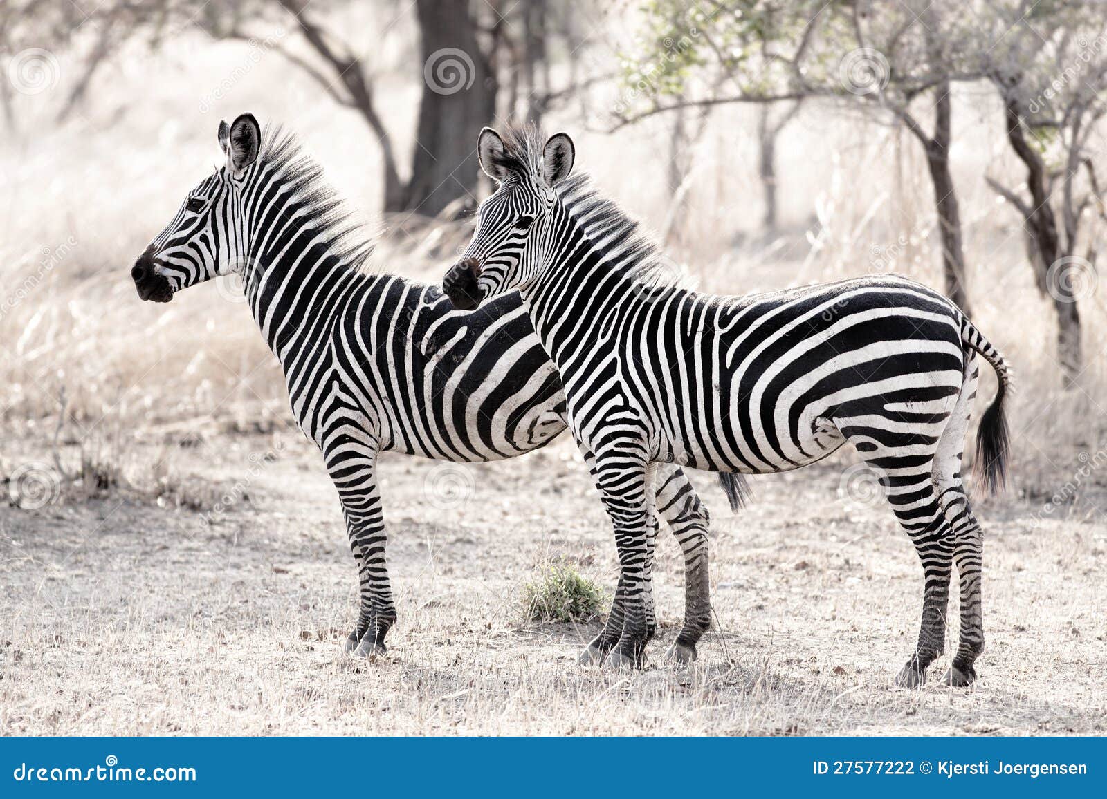 African Zebra stock photo. Image of grass, wild, national - 27577222