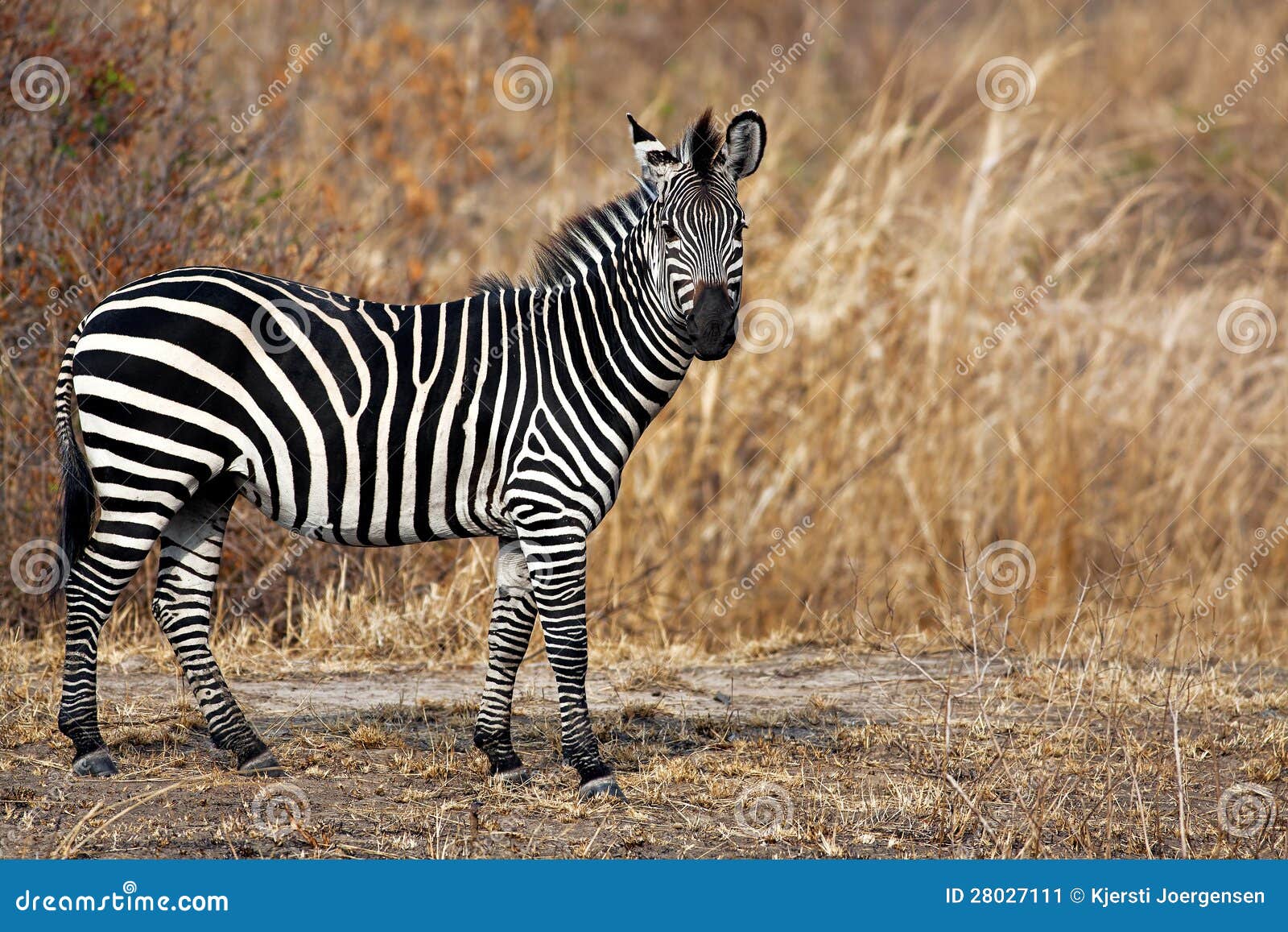 African Zebra stock image. Image of wildlife, zebra, fauna - 28027111