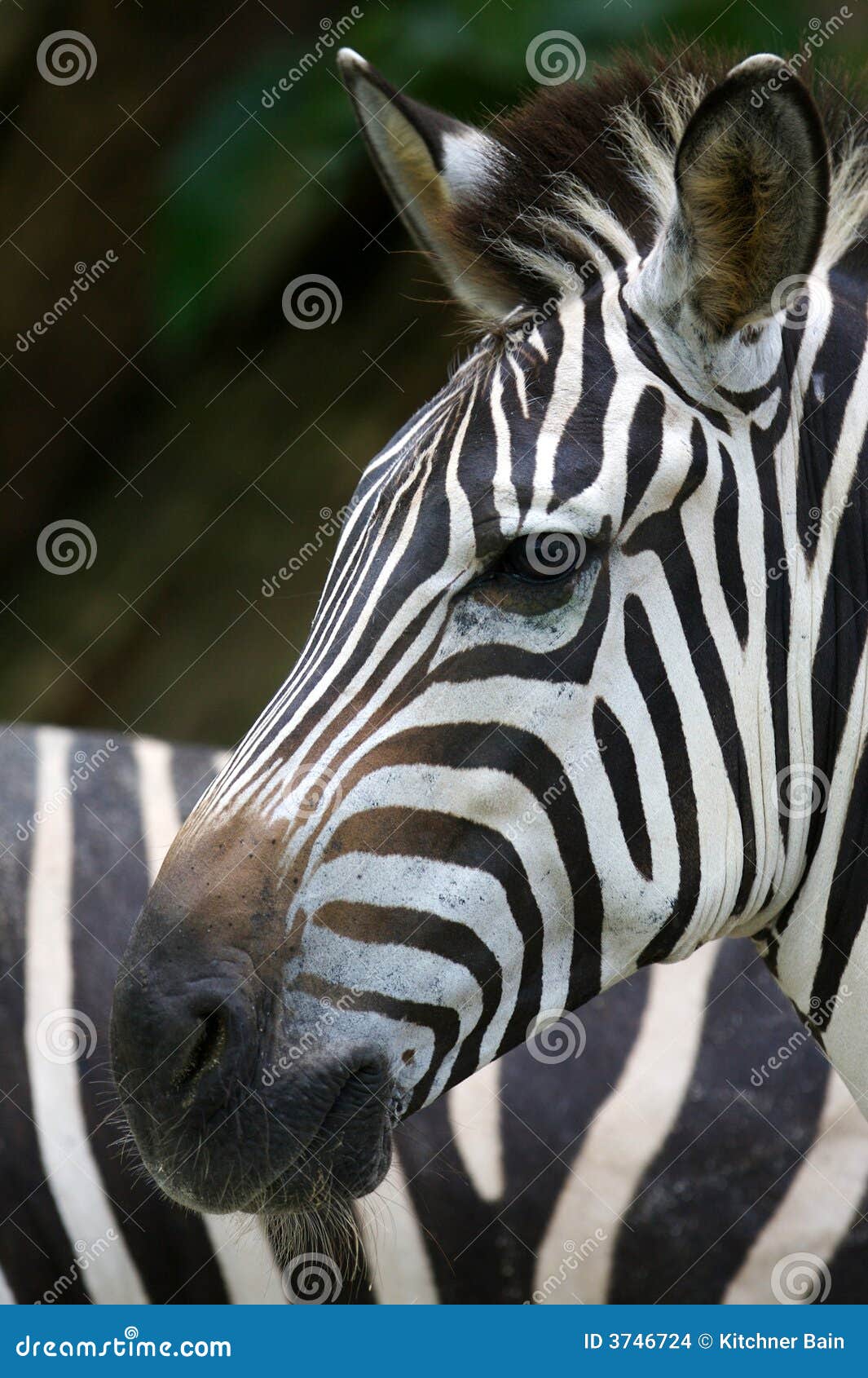 African Zebra stock photo. Image of herd, wild, game, wildlife - 3746724
