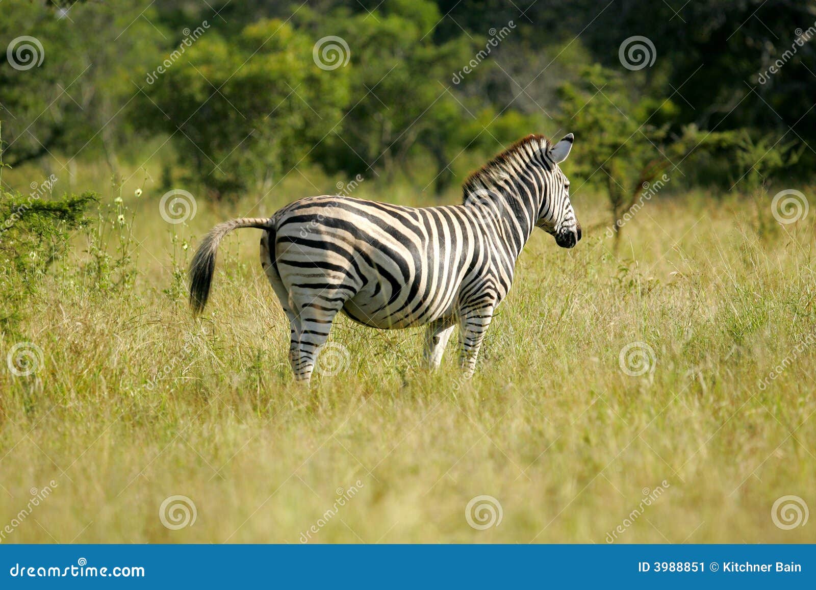 African Zebra stock image. Image of animals, safari, drive - 3988851