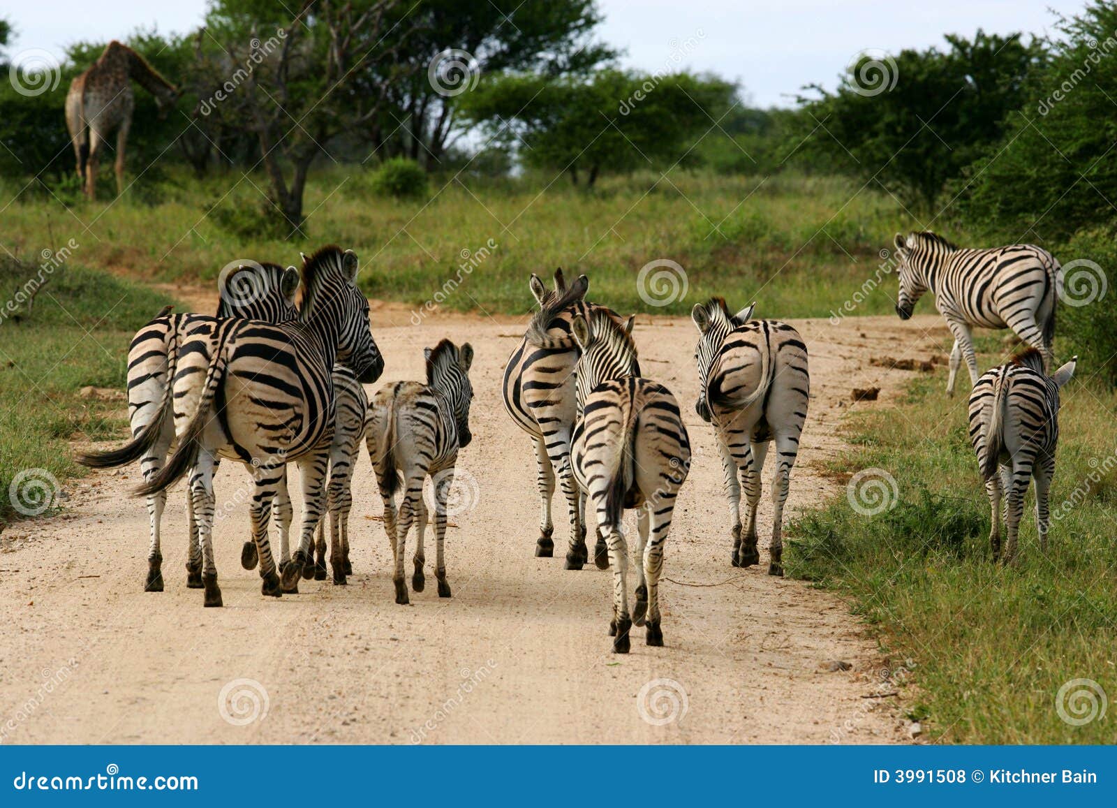 African Zebra stock photo. Image of game, herd, africa - 3991508
