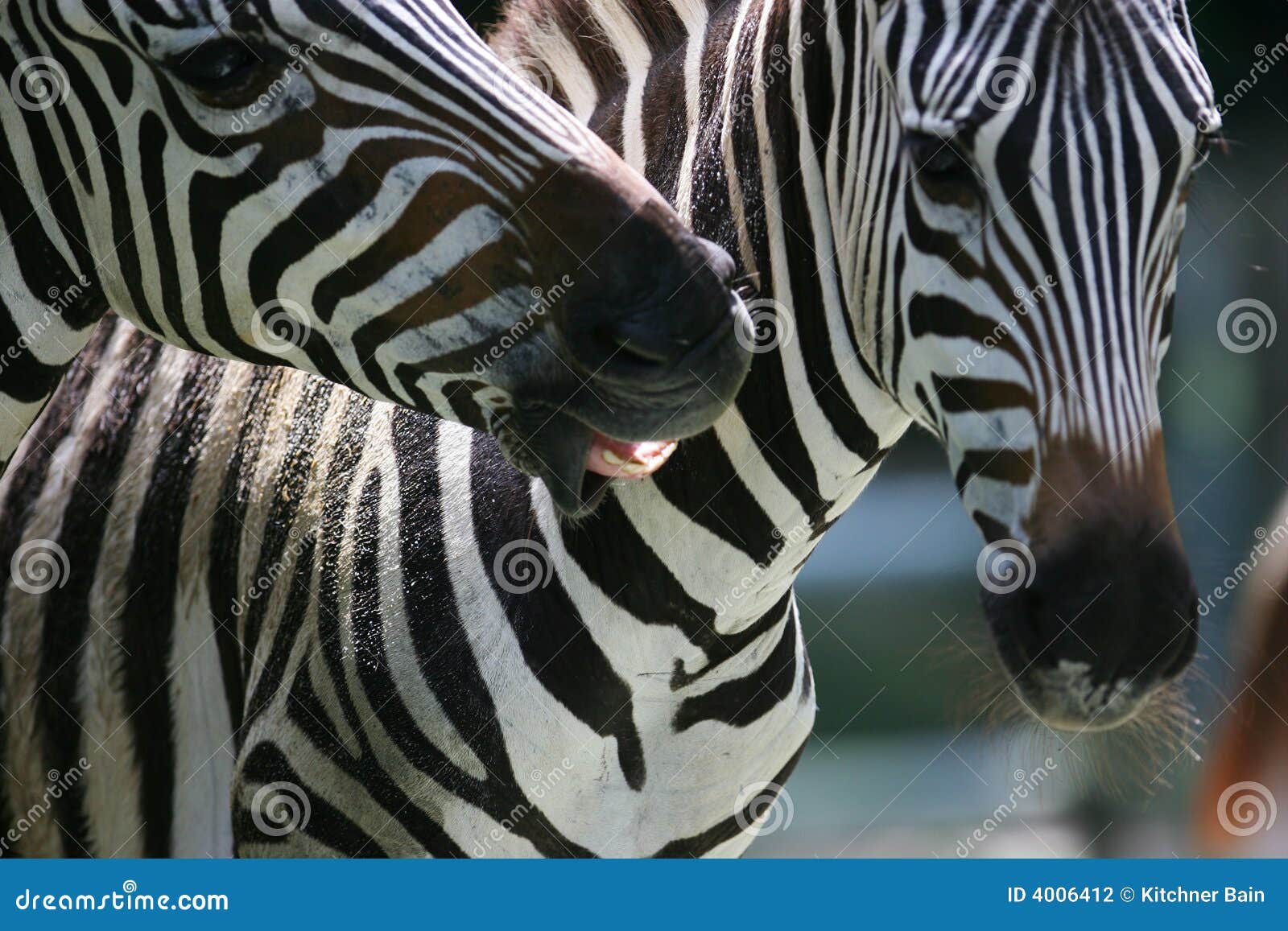 African Zebra stock photo. Image of drive, nature, wildlife - 4006412