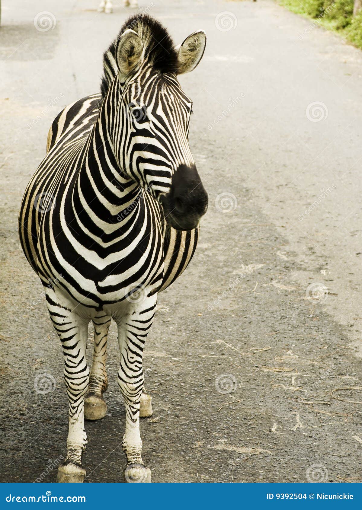African zebra stock photo. Image of road, zebra, ssafari - 9392504