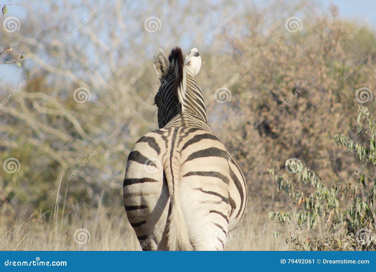 Zebra From The Back View Royalty-Free Stock Photography | CartoonDealer ...